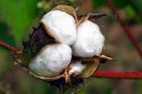 WONDER WORK OF HOMOEOPATHIC MEDICINES – Homeoresearch.com