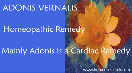 ADONIS VERNALIS Homeopathy Remedy-G.Vitholcus – Homeoresearch.com